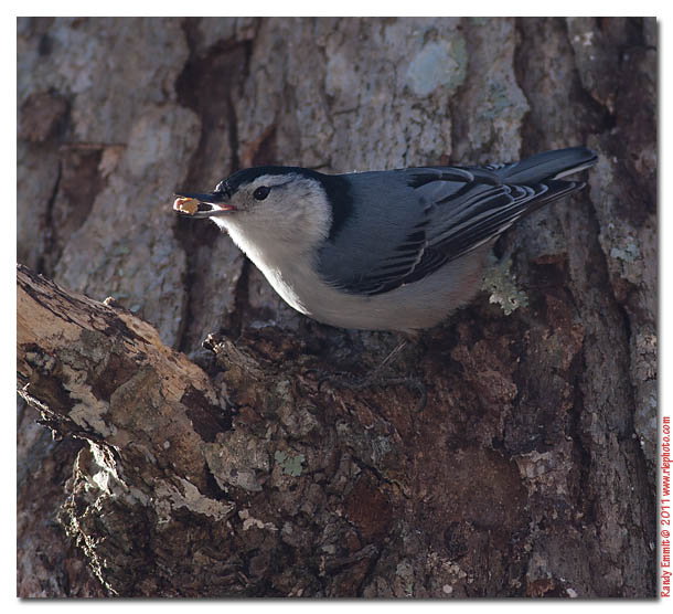 Randy & Meg's Garden Paradise: Tree Walkers