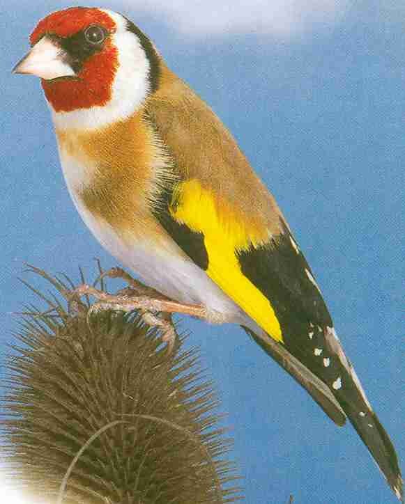 Le Chardonneret et ses sous espèces. Carduelis carduelis. Carduélinés ...