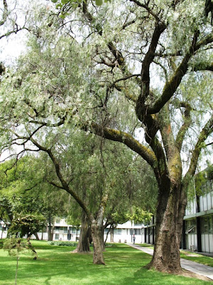 MEXICO DAILY PHOTO: Trees