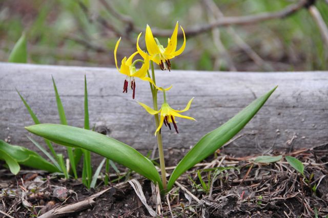 The Big Trip: Yellowstone Plants