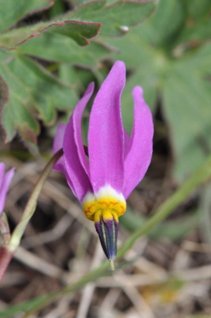 The Big Trip: Yellowstone Plants
