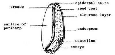 CEREAL FOOD SCIENCES: Wheat Structure