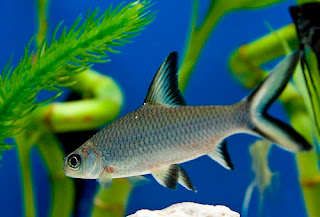 Aquarismo - Hobby e Paixão: - Saiba Mais Sobre o Bala Shark