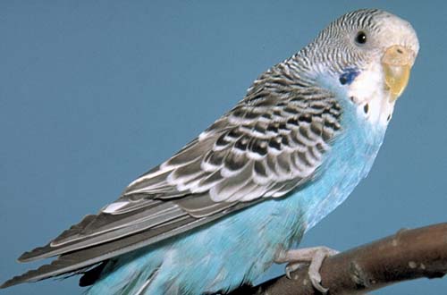 Budgies are Awesome: Colours & Mutations (1)