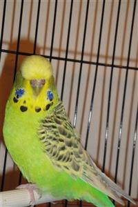 Budgies are Awesome: Colours & Mutations (6)