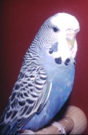 Budgies are Awesome: Colours & Mutations (6)