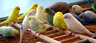 Budgies are Awesome: The Budgie Personality