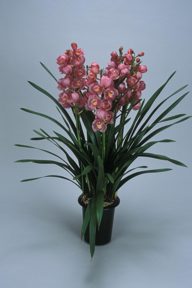 Bloomin' Blog by Bloom Japan Network: Japanese Winter Pot Orchids are ...