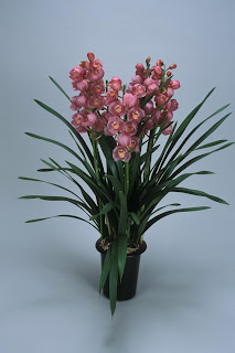 Bloomin' Blog by Bloom Japan Network: Japanese Winter Pot Orchids are ...