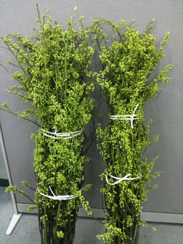 Bloomin' Blog by Bloom Japan Network: Lindera citriodora Aomoji -Not ...