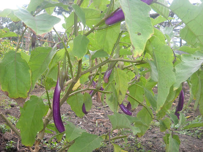 KENALI POKOK SAYANGI POKOK: TERUNG PANJANG DAN TERUNG MINI