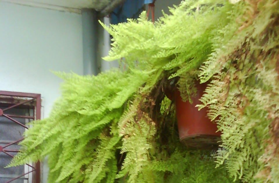 Garden Chronicles of James David: How to Grow & Care Fluffy Ruffle Fern ...