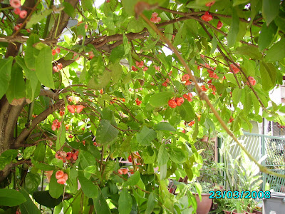 Garden Chronicles of James David: Water Apple Tree - Syzygium samarangense