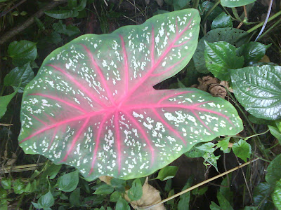 Garden Chronicles : Caladium in the wild