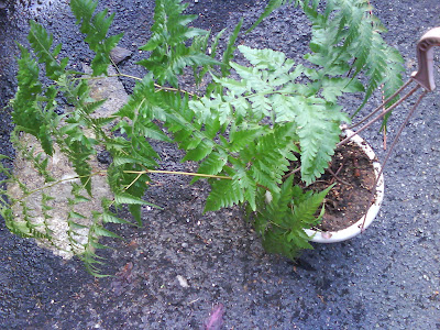 Garden Chronicles of James David: How to Care & Cultivate Squirrel Foot ...