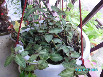 Garden Chronicles of James David: Striped Inch Plant (Callisia Elegans)