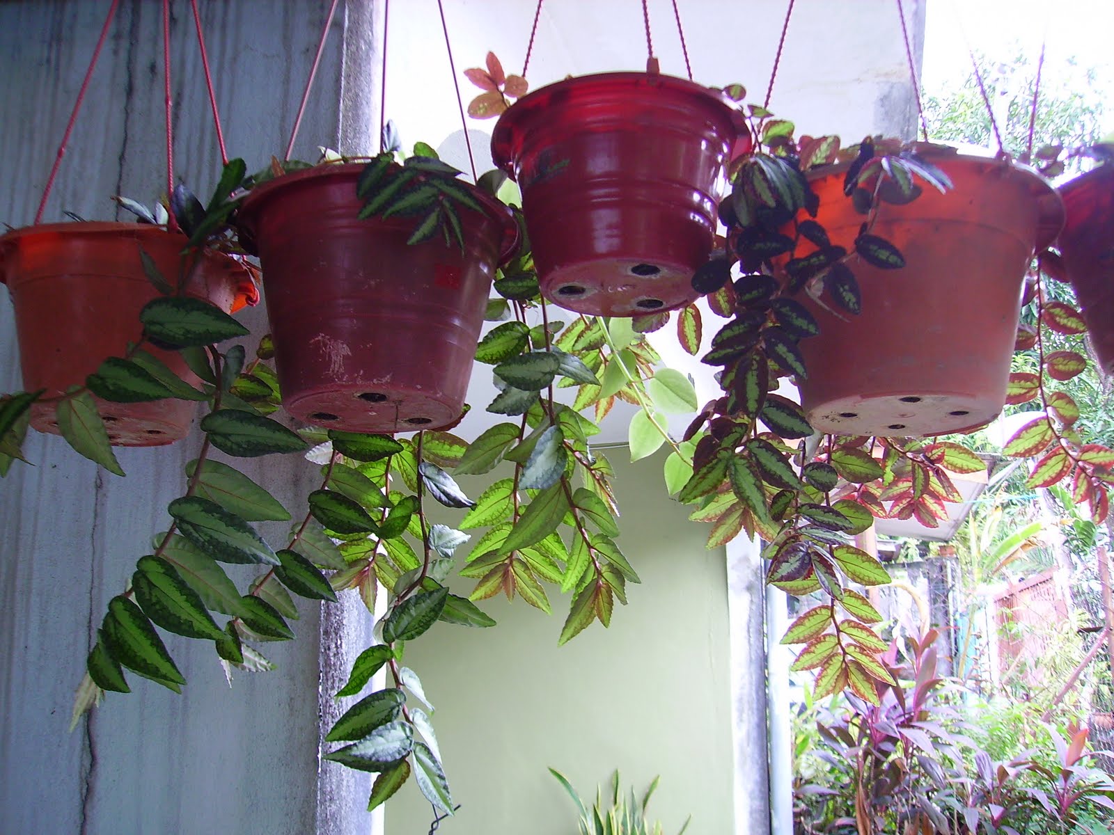 Garden Chronicles of James David: Trailing Watermelon Begonia ...