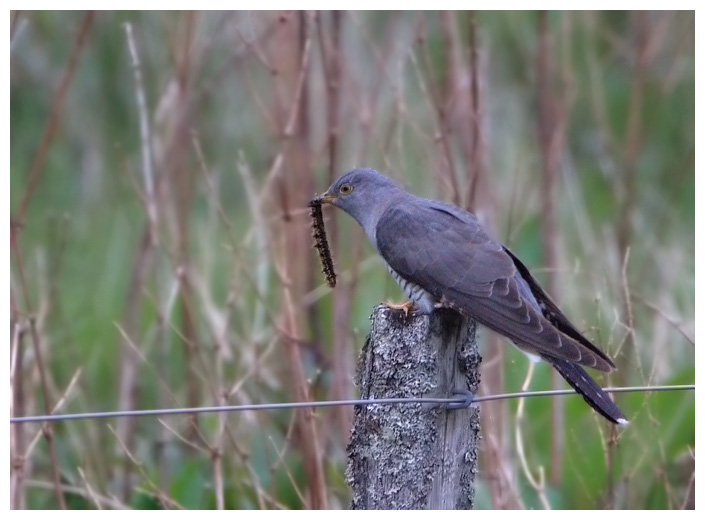 Pete's Birding Blog: Scotland: Mull