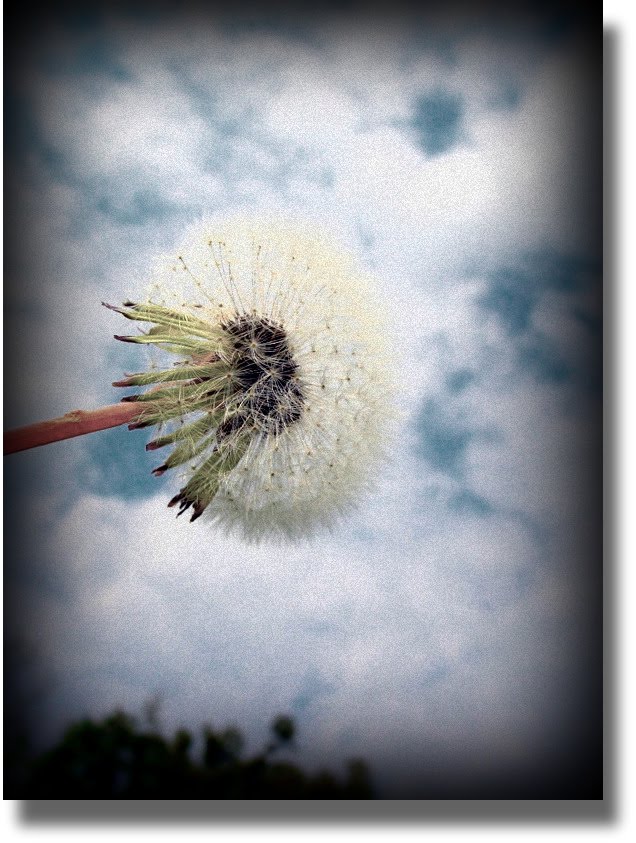 Welcome to Wilmoth Farms