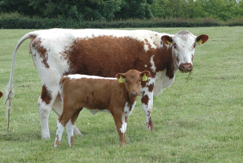 LOUGH BISHOP HOUSE & ORGANIC FARM: Irish Moiled Cattle Photographs