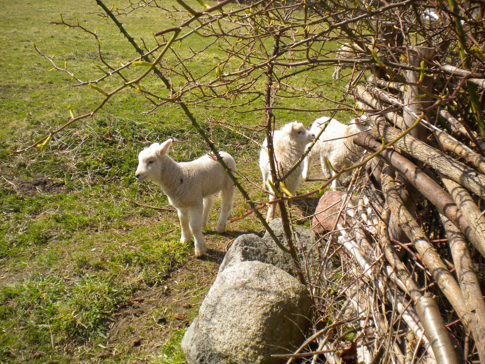 Copenhagen.: Frilandsmuseet.