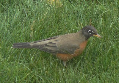 The Flycatcher: American Robin variations