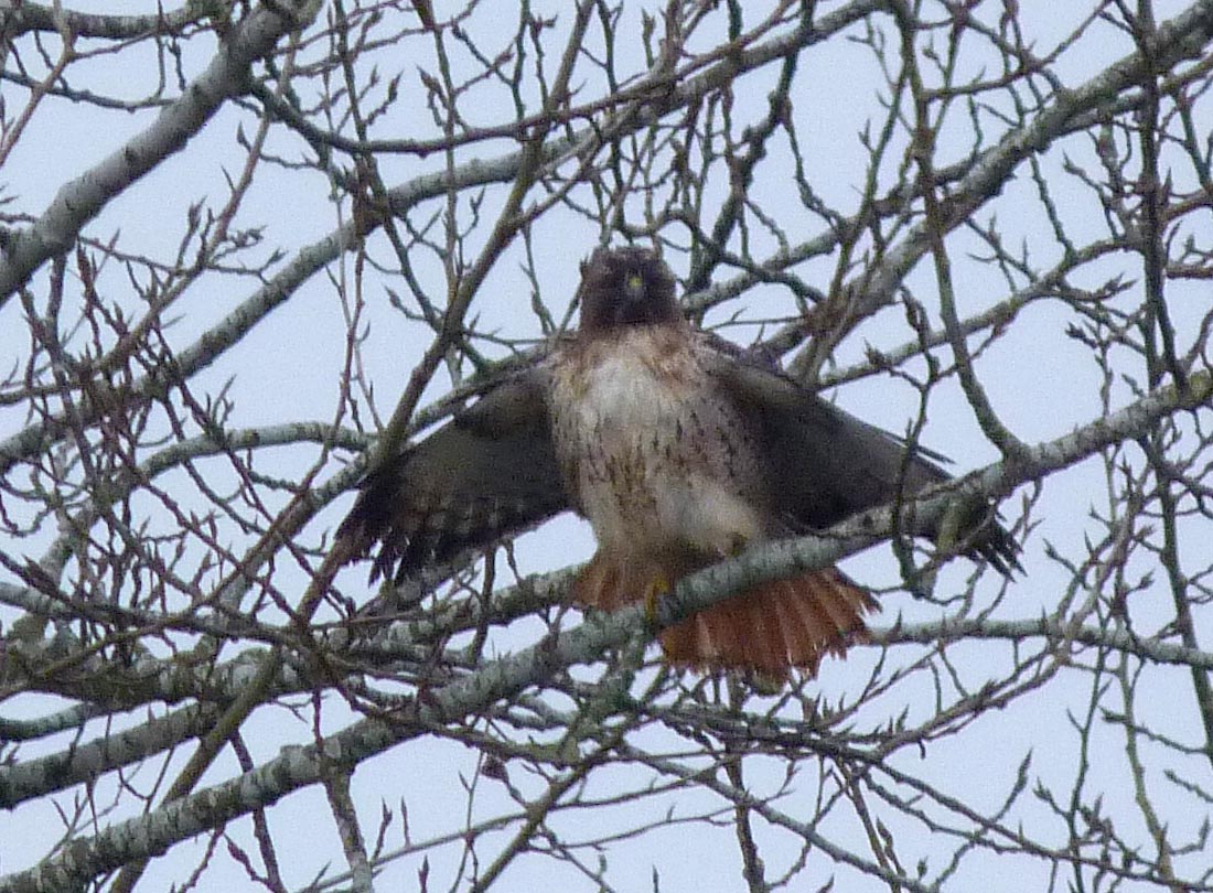 The Flycatcher: Red-tailed Hawk in rain