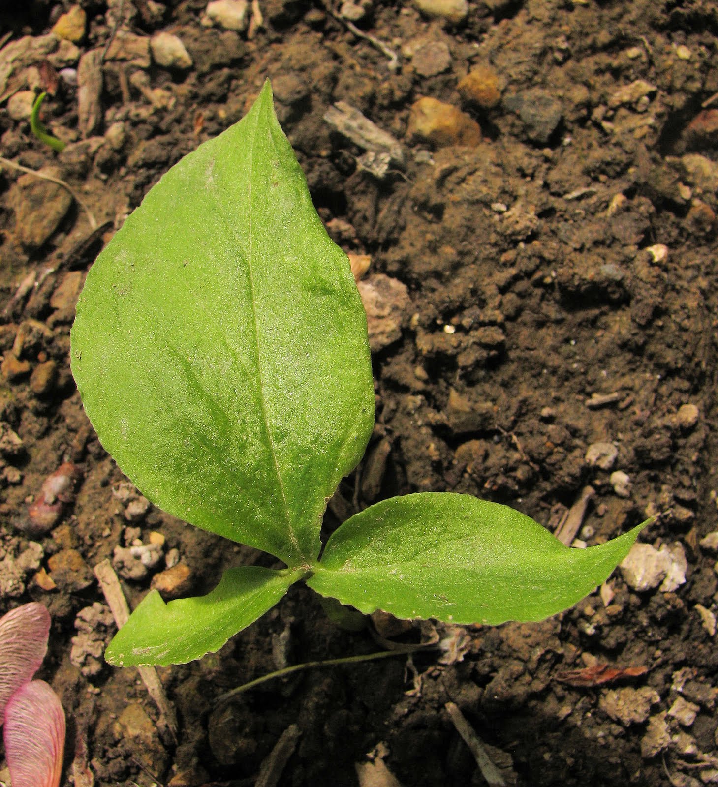 Foulkeways and Beyond: Pinellia ternata