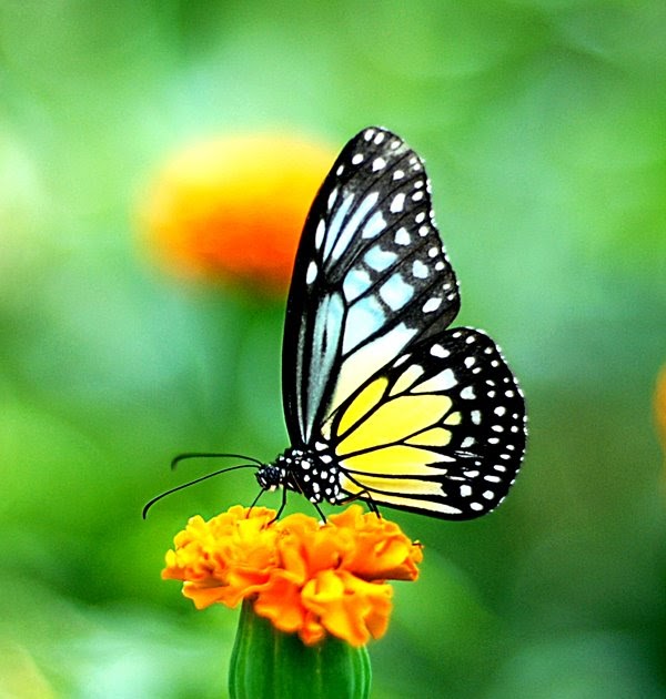 17+ Konsep Populer Bunga Rama Rama