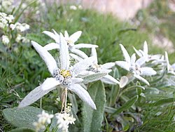 JeanJeaniJeanni: Edelweiss Flower