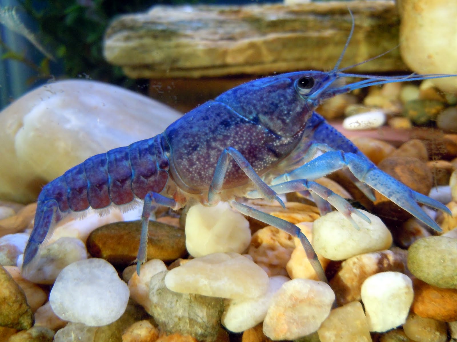 Scott in Costa Rica: Blue Crayfish rookery