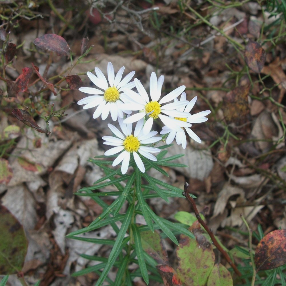 Fall Wildflower Hunt