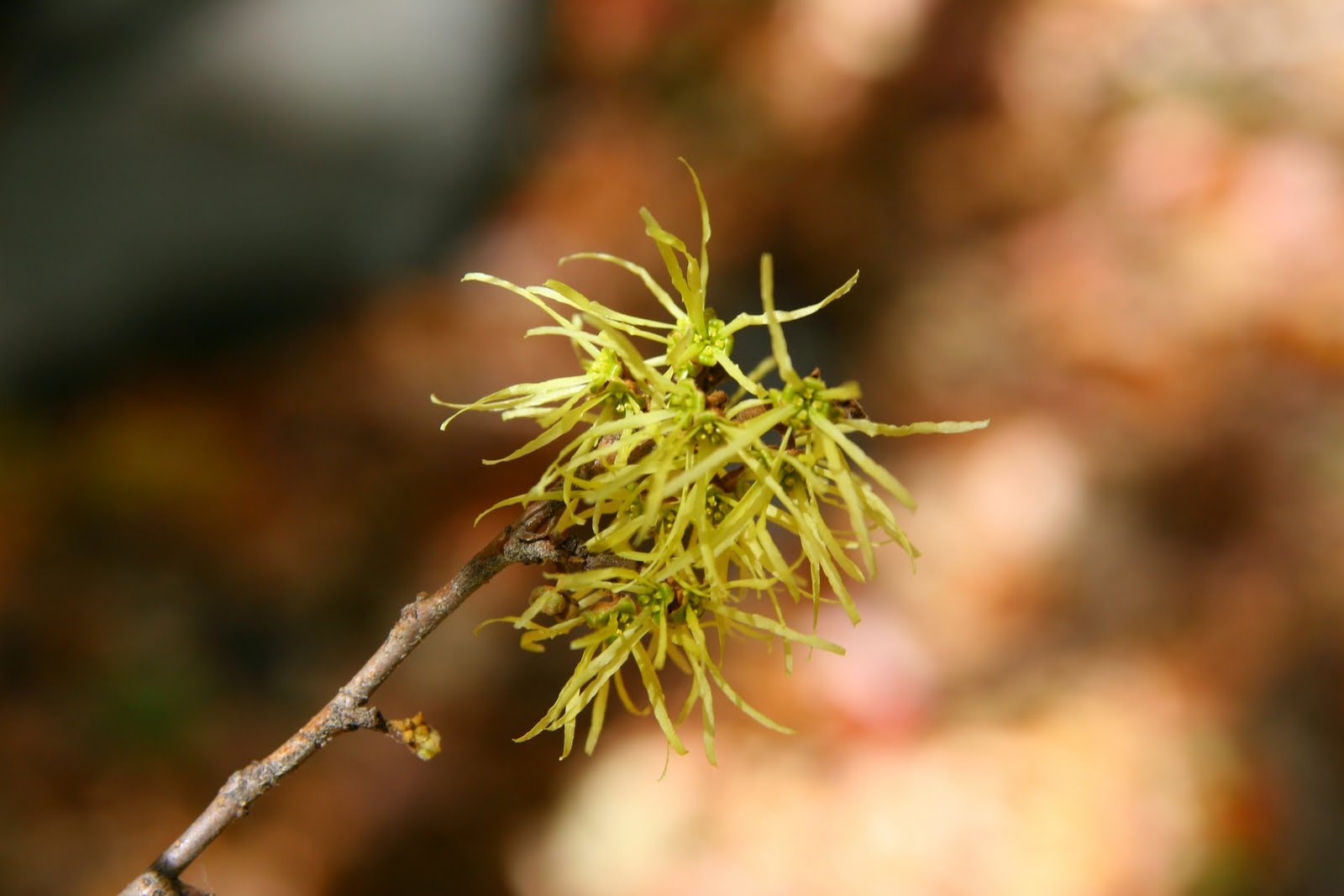 Look For It Now: Witch Hazel - Nature Blog