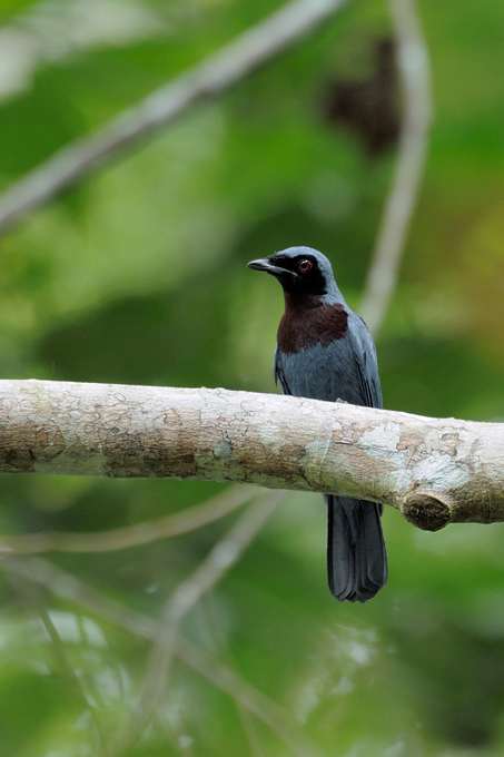 Of North Borneo Birds and others: Maroon-breasted Philentoma