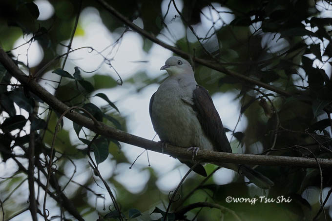 Of North Borneo Birds and others: Mountain Imperial Pigeon