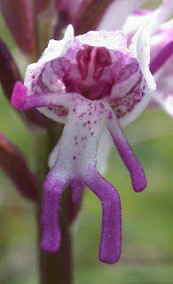 Orchids Flowers: Bunga Anggrek Monyet