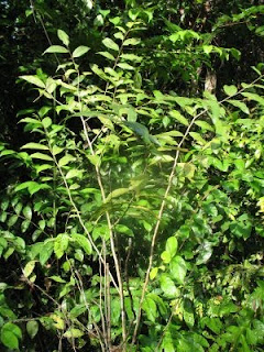 Herba ~ SEMUA TO ALL