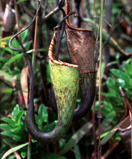 ADAT HIDUP MENEMPUH SUKA DAN DUKA: POKOK PERIUK KERA-Nepenthes gracilis