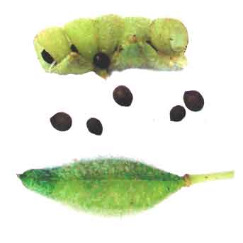 AKU DAN INTERNET KISAHNYA: POKOK KEEMBONG