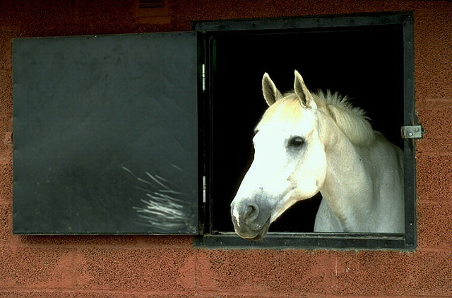 Éclectique: La passion des chevaux