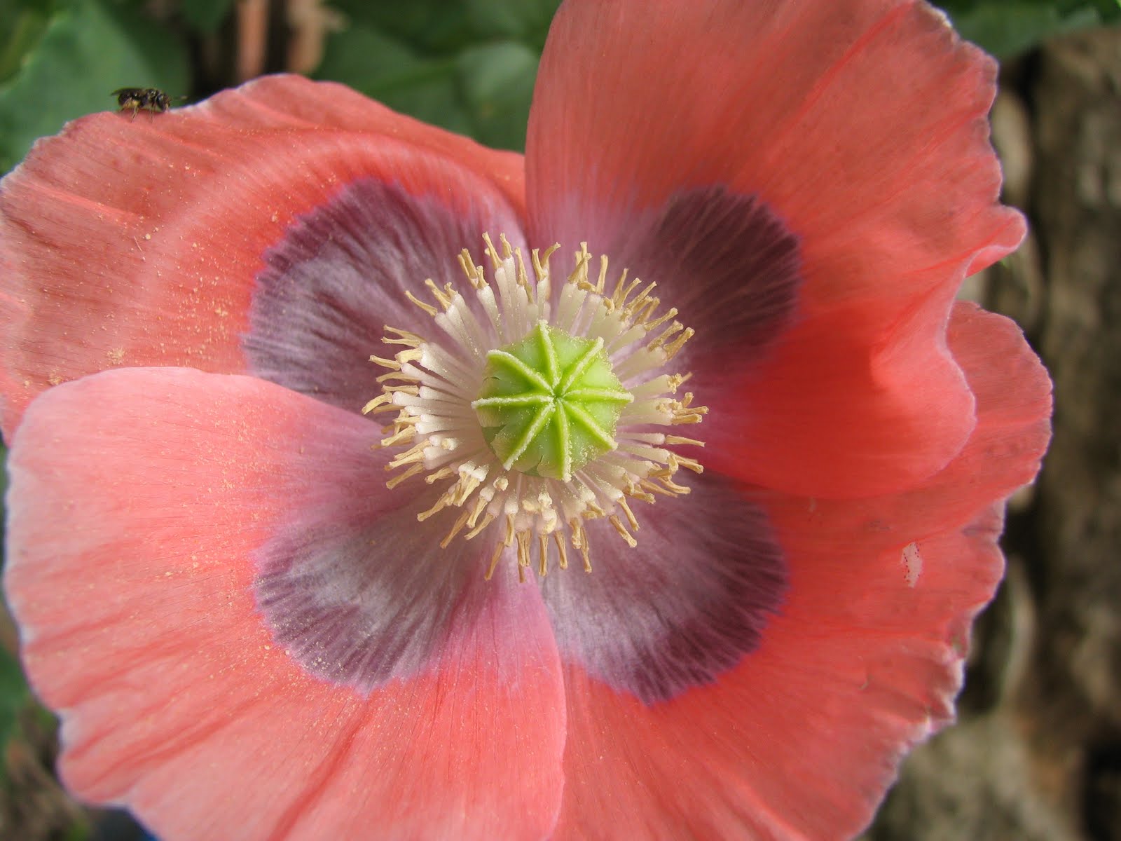 OPIUM: Los colores de la adormidera