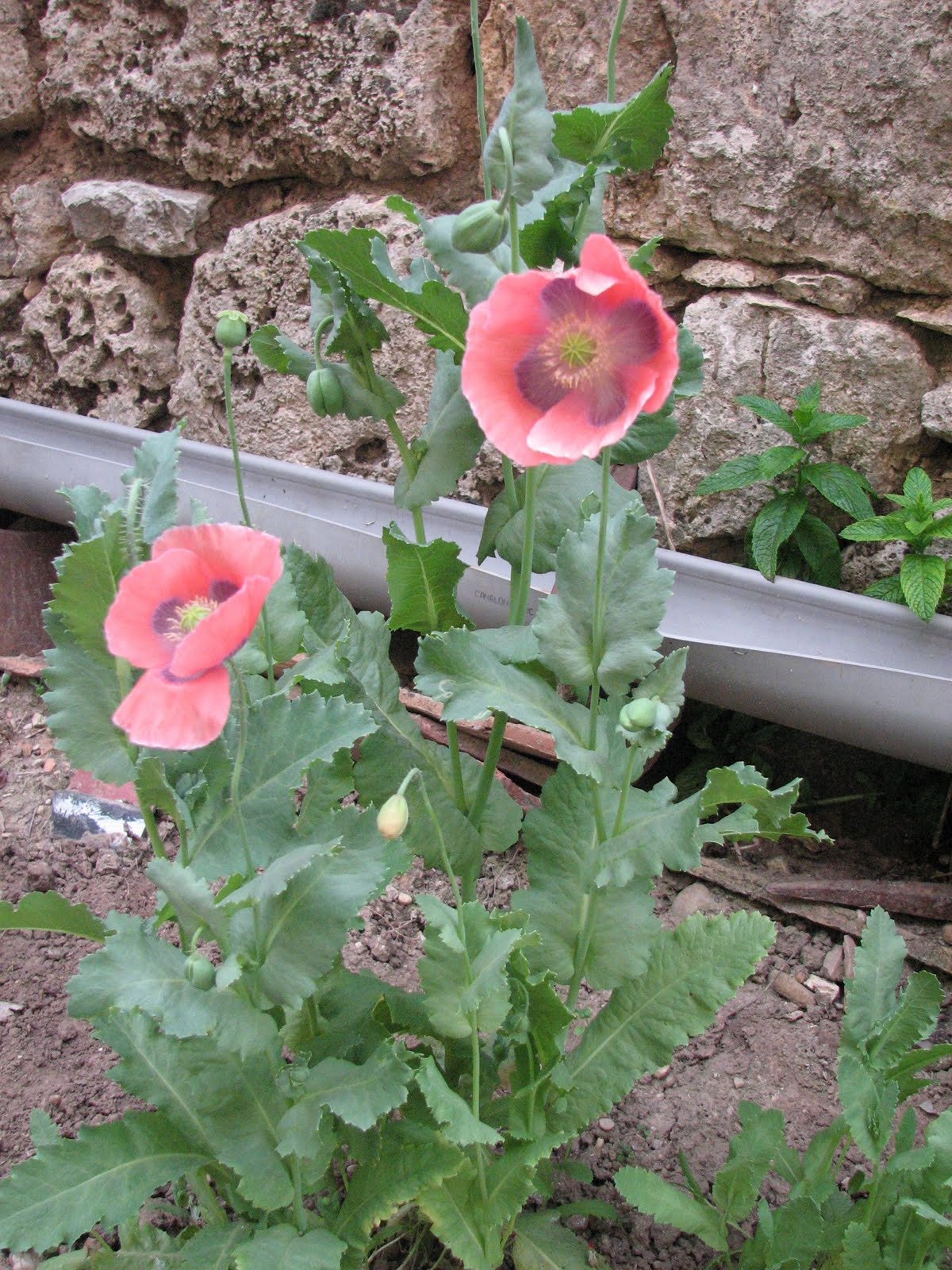 OPIUM: Los colores de la adormidera