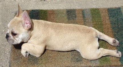 GollyLog: Frog dog's froglegs