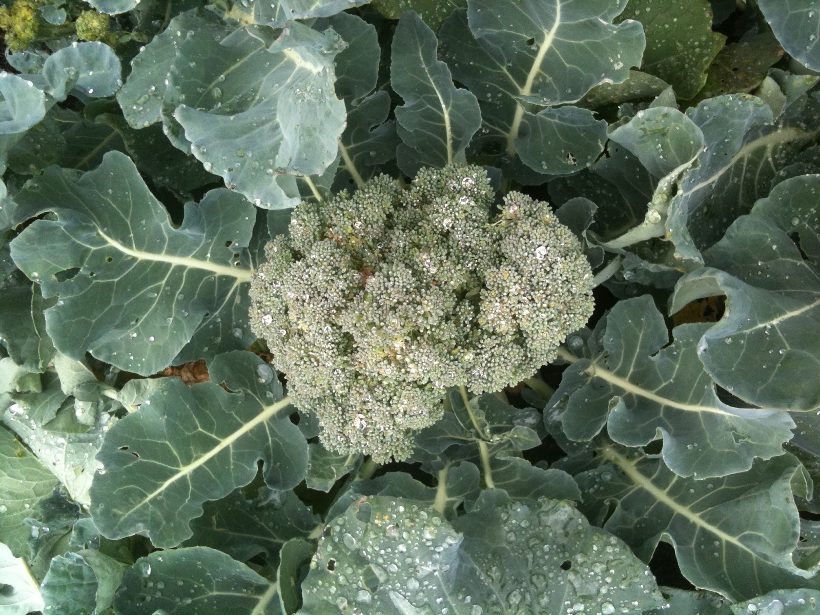 A Shared Family Recipe Journal: The first recipe! Orzo with Broccoli ...