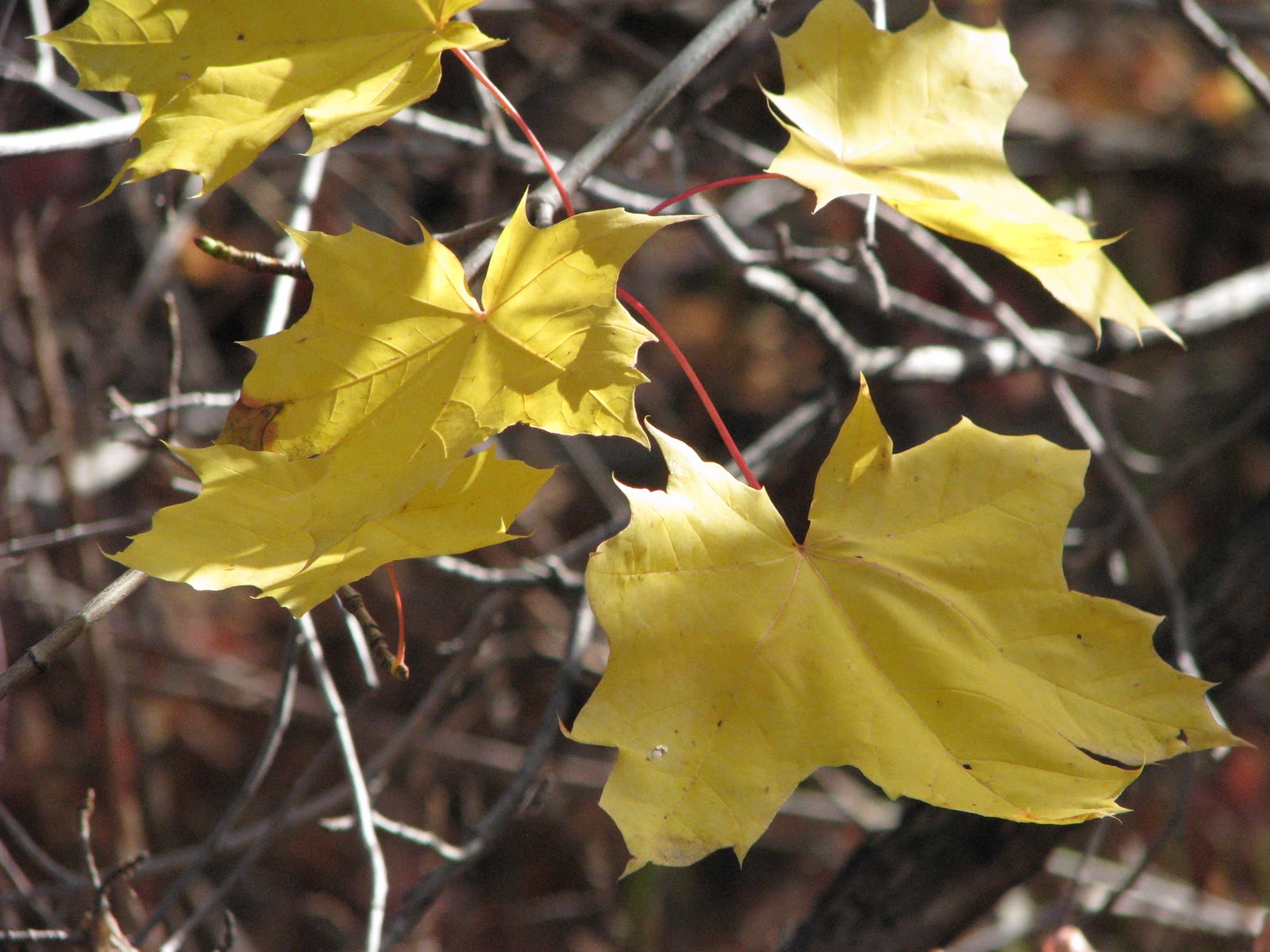 Musings on Nature (and other things): Yellow Maple
