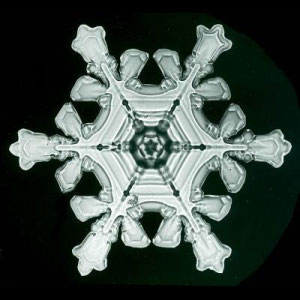 Musings on Nature (and other things): How to Grow a Snowflake