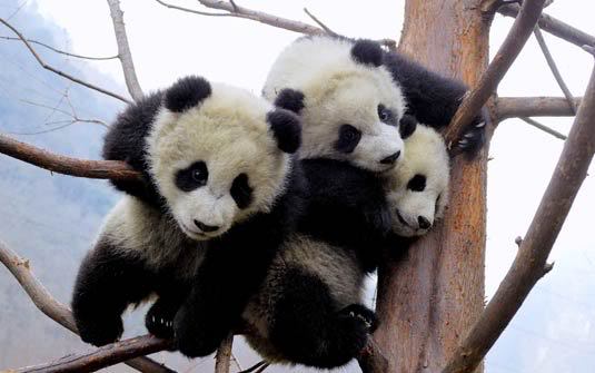 .::Curiosidades Animal::.: Urso panda!