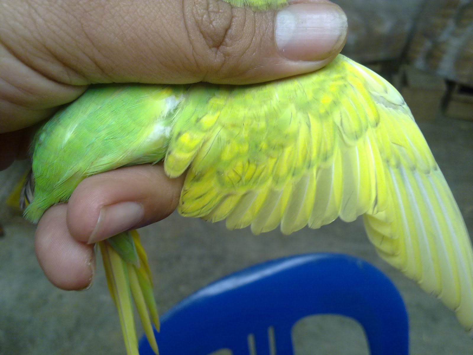 hartini bird & bettas: American BatiK Budgie Rare color Green spangle ...