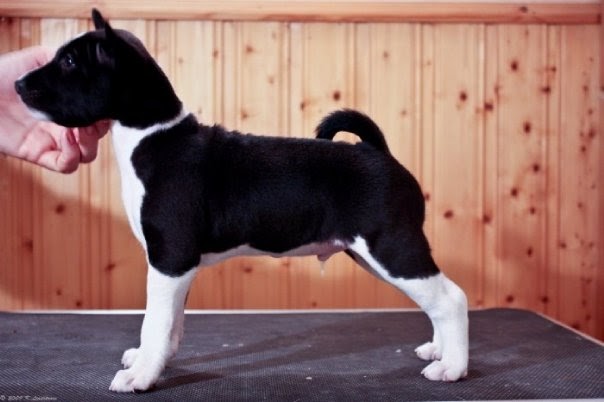 Jag och mina Basenjis: Basenji