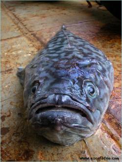 Curiosidades y Mucho mas !: Animales Extraños o Inventados?!